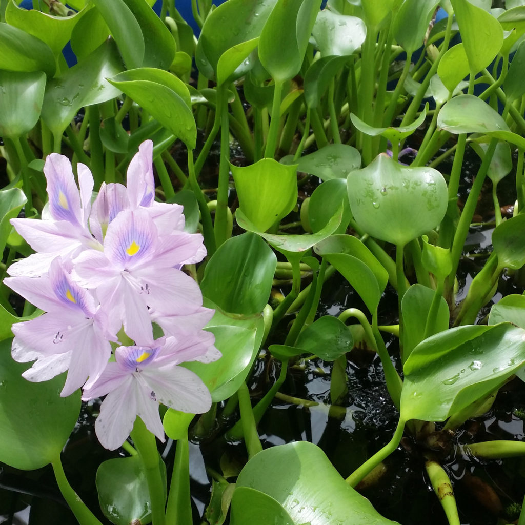 Converting an Environmental Problem to Opportunity: The Eco-Friendly ...